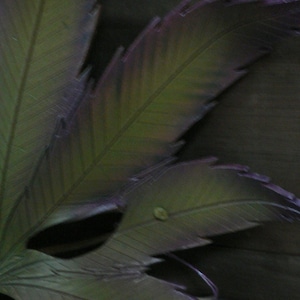 PURPLE Cannabis Leaf Mask, Marijuana Leaf Leather Mask, NORML - Etsy