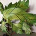 LEAF MASK, Leather Leaf, Spring Green Leaf Mask, Leather Mask by ...