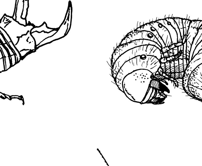 Mini HD Entomology Wallpaper Ink Design - Insect and Arachnid Orders - Etsy