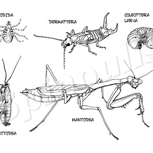Mini HD Entomology Wallpaper Ink Design - Insect and Arachnid Orders - Etsy
