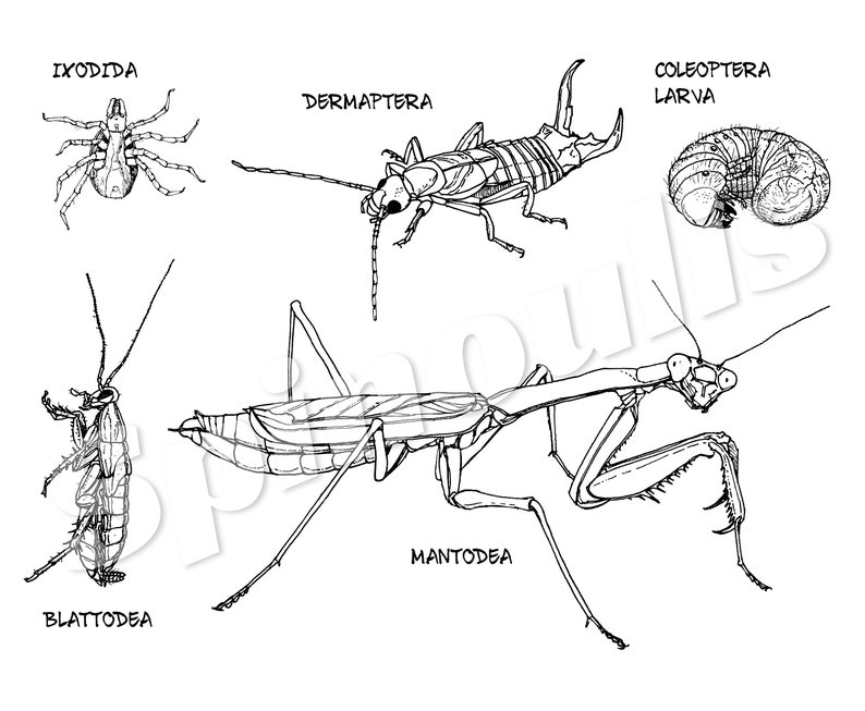 Mini HD Entomology Wallpaper Ink Design - Insect and Arachnid Orders - Etsy