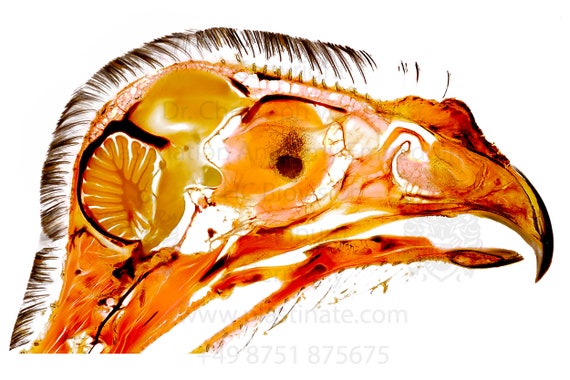 Gyr Falcon Head Raptor Bird Brain Cerebellum Morphology | Etsy