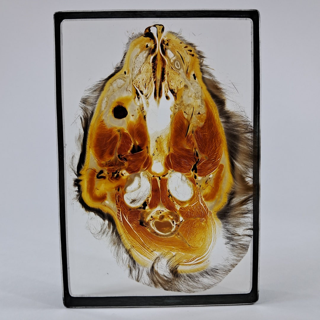 B-quality Feline Head Anatomy Sheet Plastinate. Real Anatomical ...