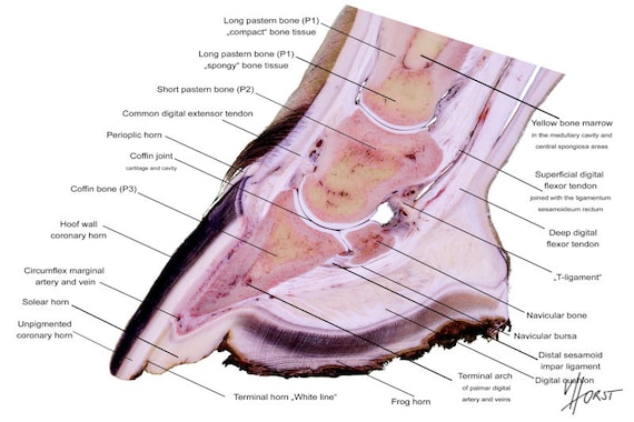 Horse hoof anatomy teaching chart sectional anatomical equine | Etsy