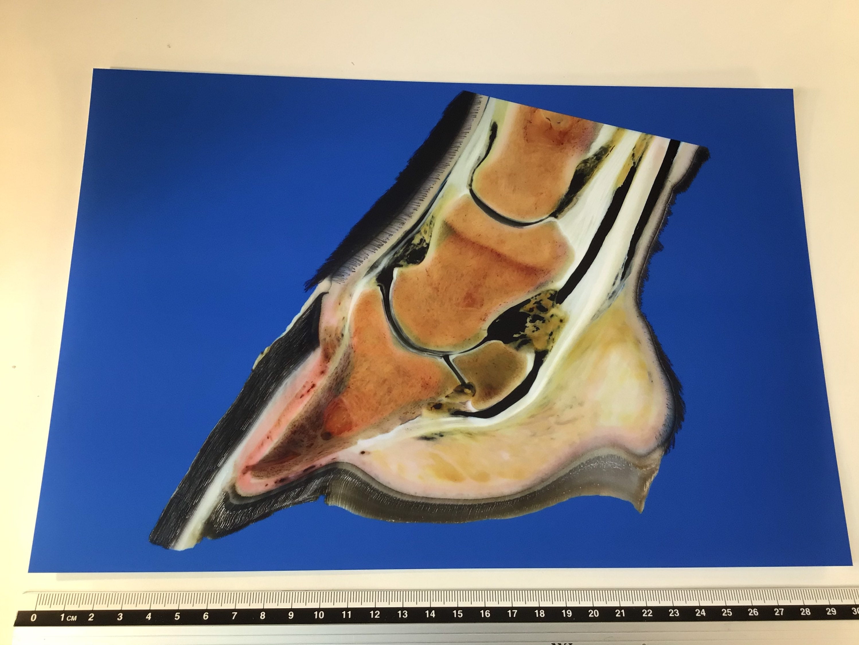 Equine Foot Distal Limb Coffin Bone Navicular Bursa Hoof Joint - Etsy ...