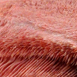 Blood Vessels of a Foal Foot and Hoof With Hoof Corium Lamellae Showing ...