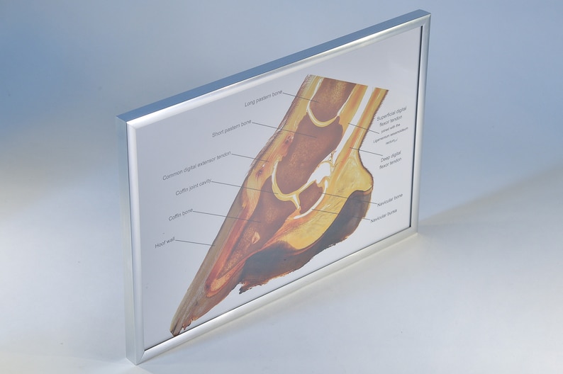 Horse Hoof Anatomy Labelled Teaching Chart Equine Foot Anatomical ...