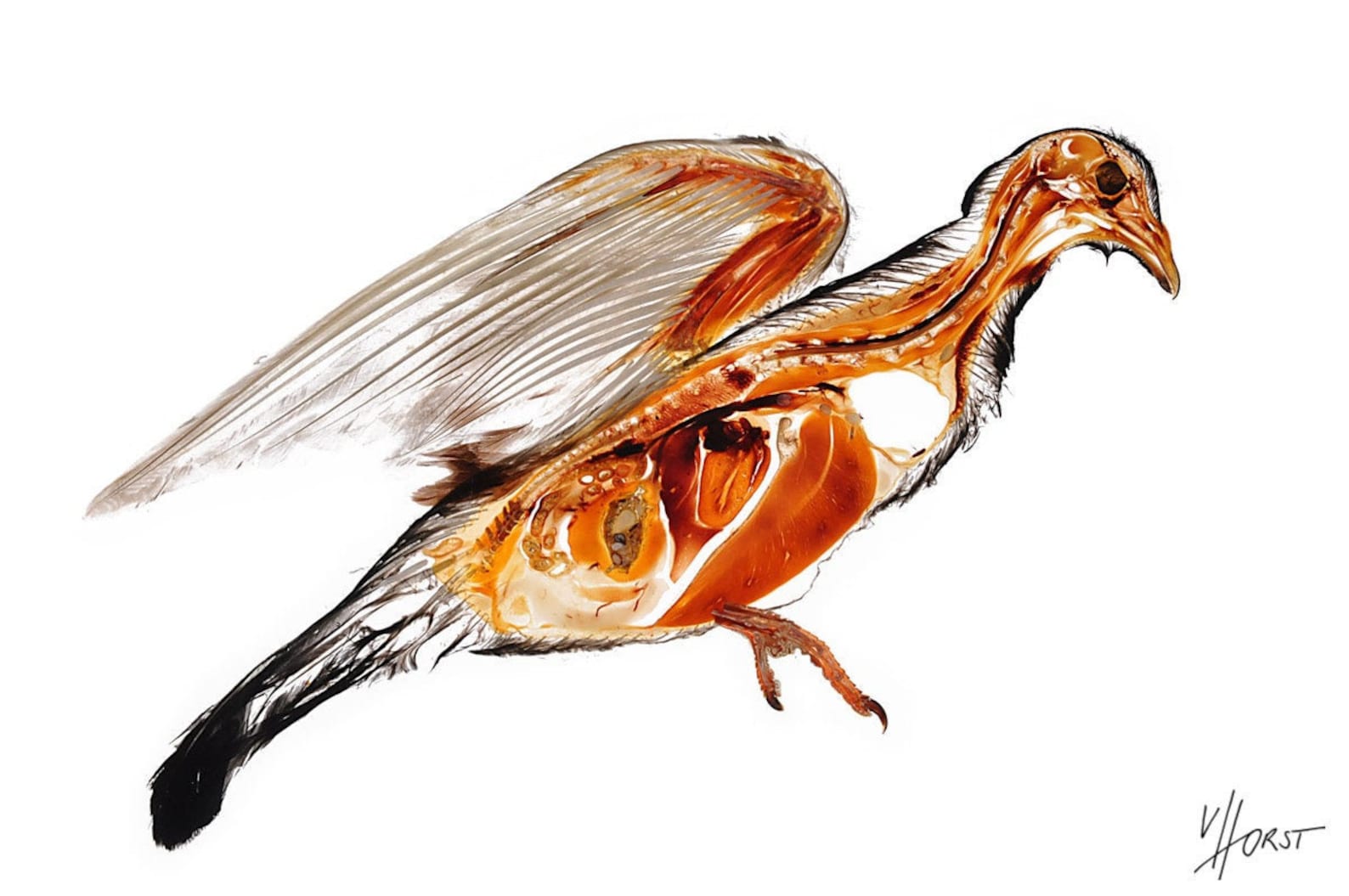 Pigeon Bird Anatomy - Anatomical Plastination Morphology Specimen ...