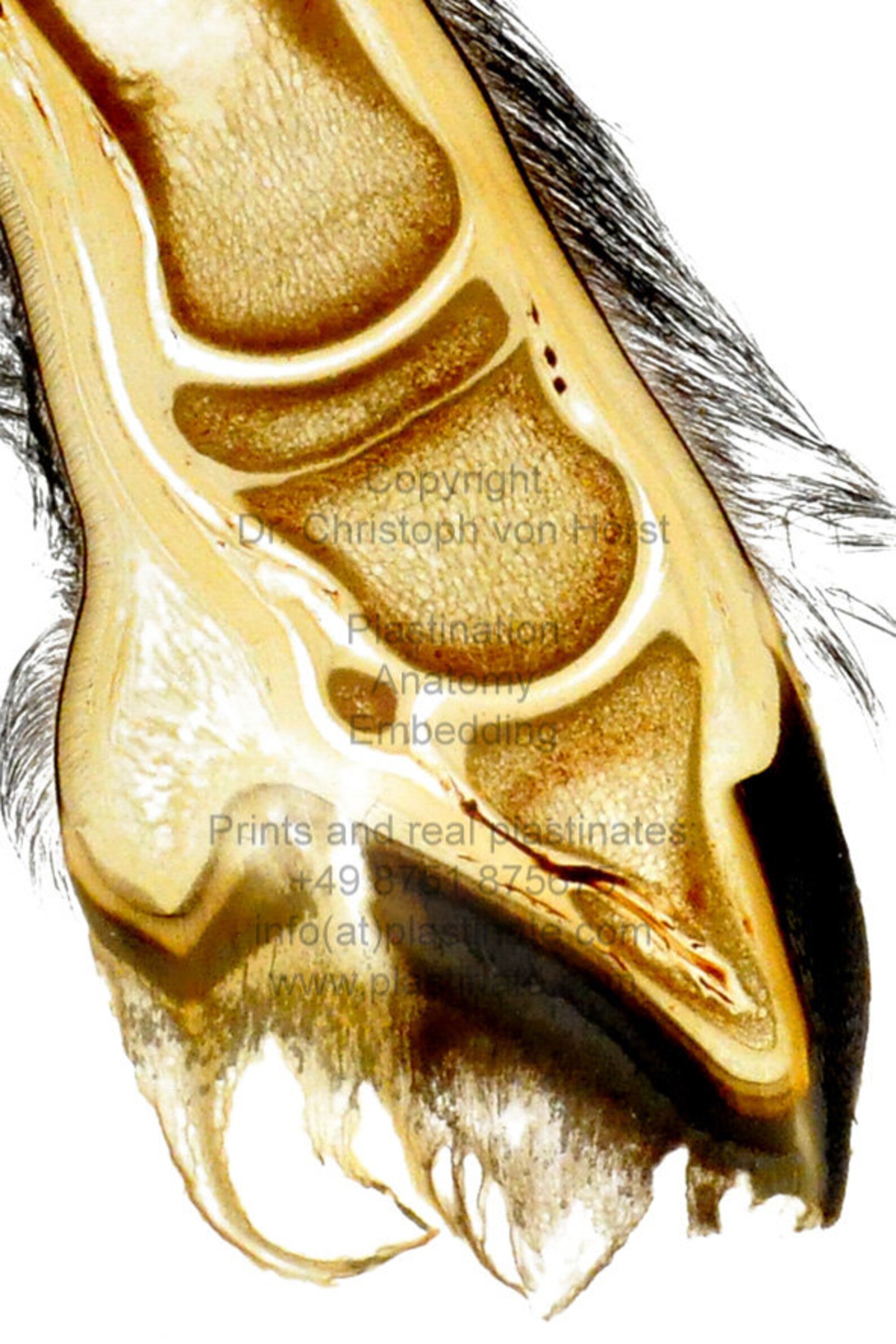Foal hoof juvenile equine foot with growth plates and | Etsy