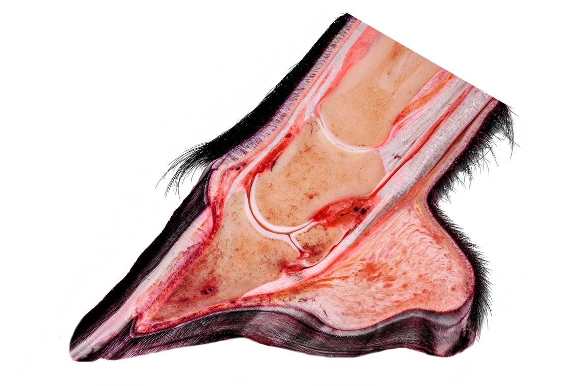 Horse Hoof Anatomy Color-preserved Wet Specimens Scientific Image Print ...
