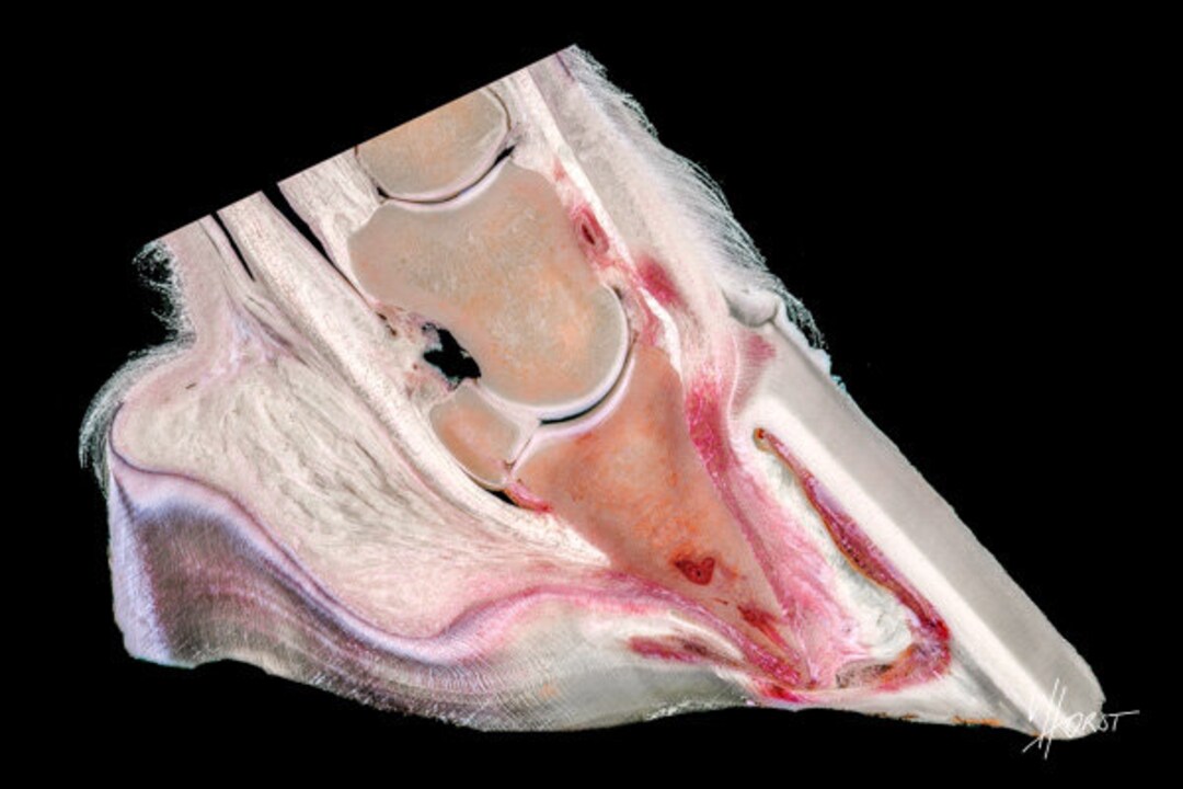Equine Laminitis Foundered Horse Hoof Distal Limb Coffin Bone Horn ...