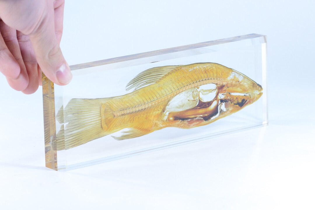 Fish Sheet Plastinate. Anatomy Plastination. - Etsy