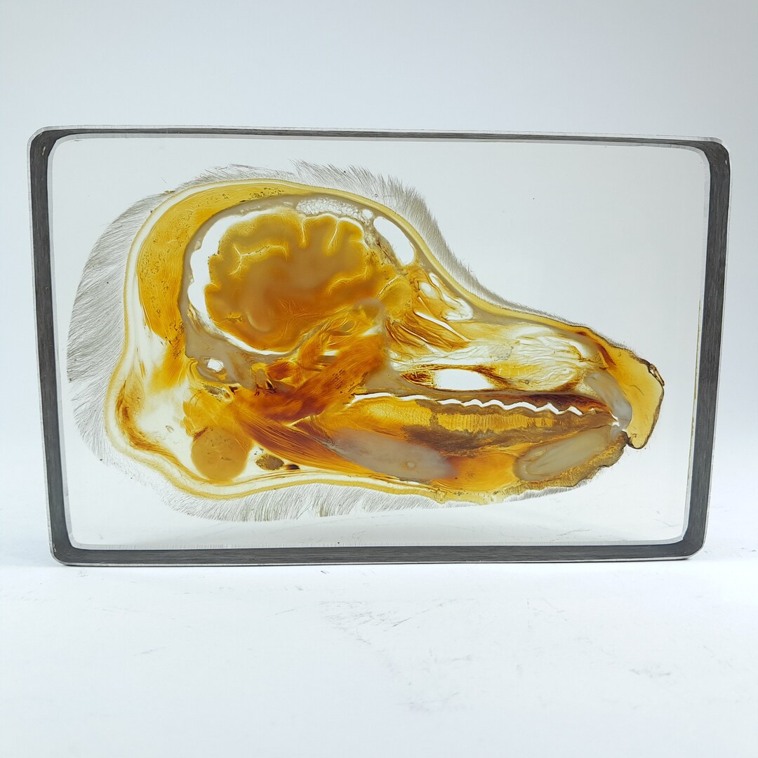 B-quality Canine Head Anatomy Sheet Plastinate With Teeth, Brain, Nose ...