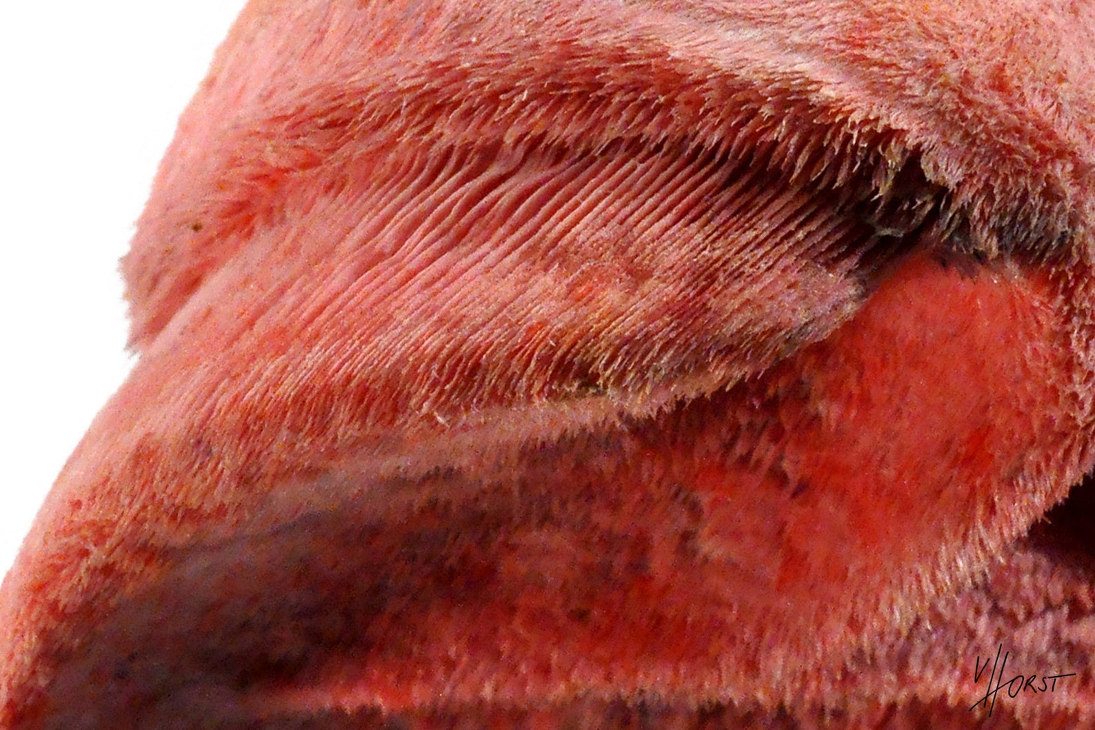Blood Vessels of a Foal Foot and Hoof With Hoof Corium Lamellae Showing ...