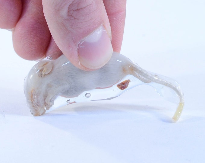 Mouse Plastinate - Real Life Anatomy Plastination Wet Specimen - Etsy