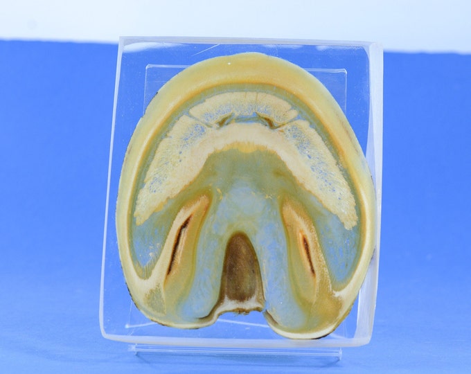 Horse Hoof Sheet Plastinate Plastination Anatomical Wet Specimen Equine ...