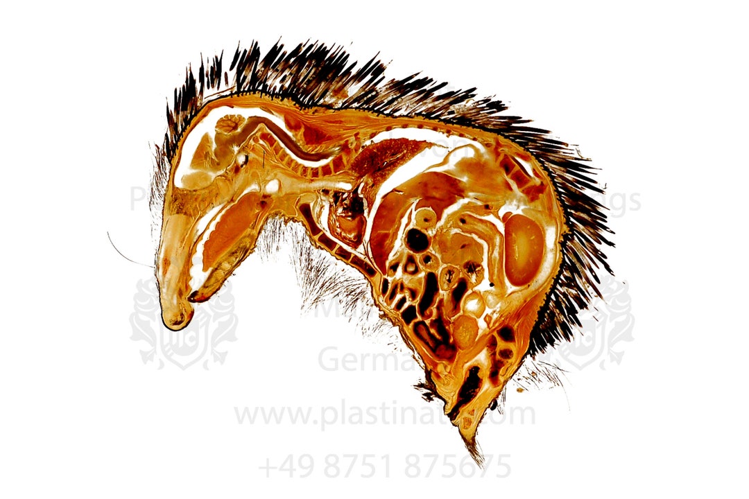 Hedgehog Anatomy Quill Biological Sheet Plastination Specimen - Etsy