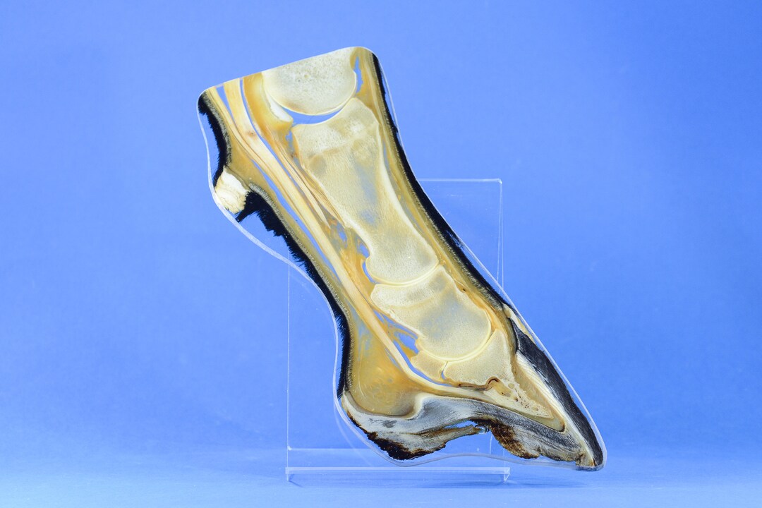 B-quality Horse Hoof Anatomy Sheet Plastinate. Real Anatomical ...