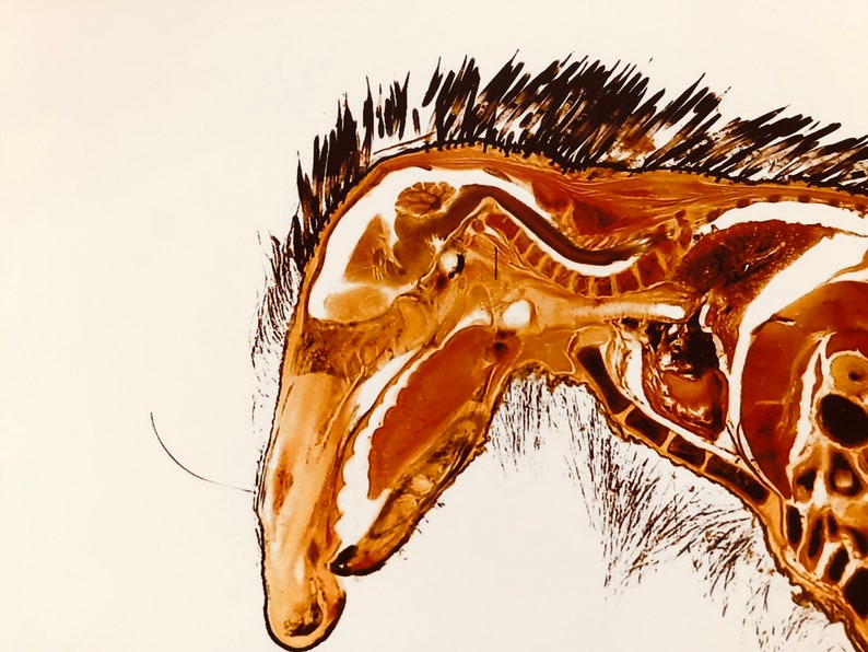 Hedgehog Anatomy Quill Biological Sheet Plastination Specimen - Etsy