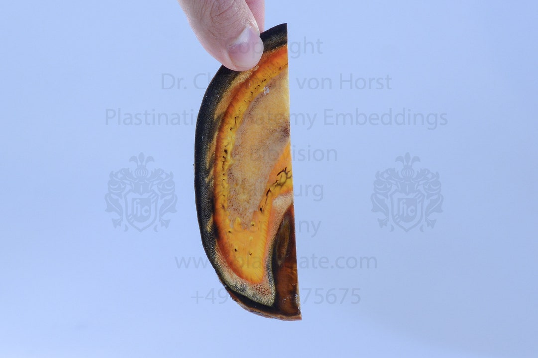 Equine Hoof Wax Finish TTT Sheet Plastinate Plastination - Etsy