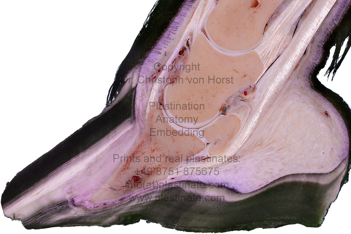 Equine laminitis foundered horse hoof pathology coffin bone | Etsy