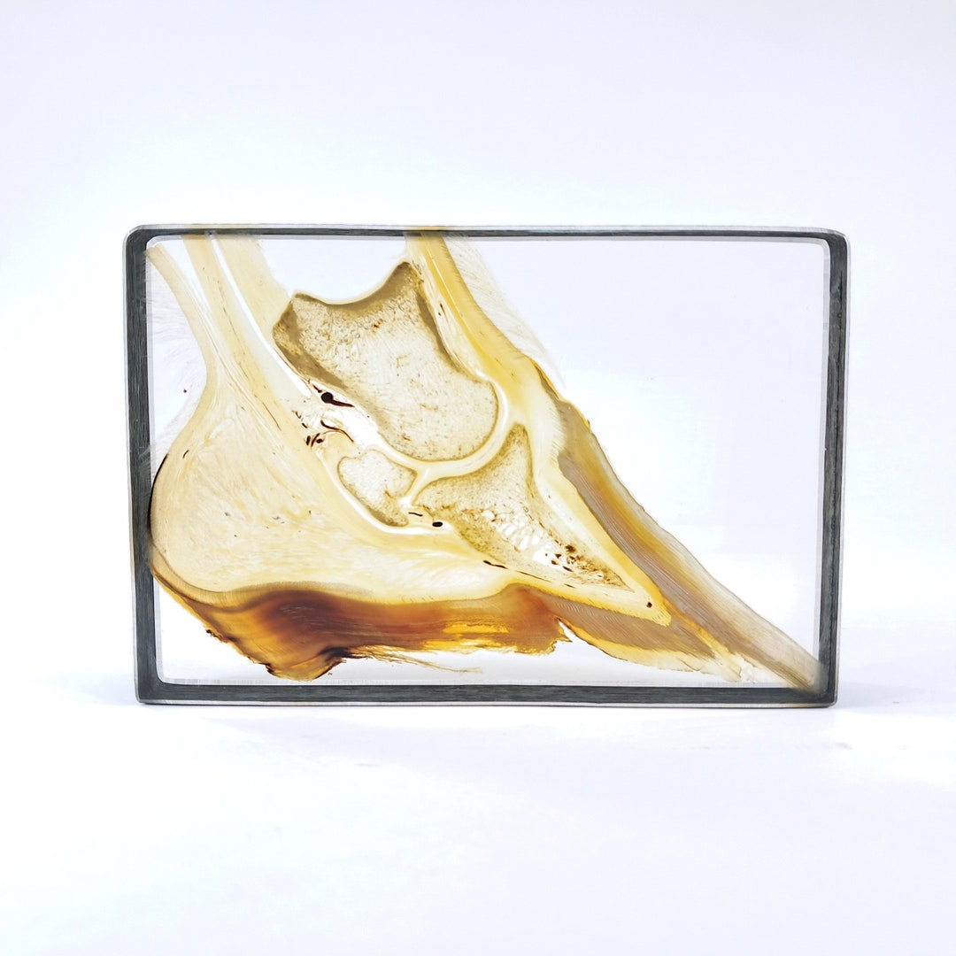 B-quality Horse Hoof Anatomy Sheet Plastinate. Real Anatomical ...