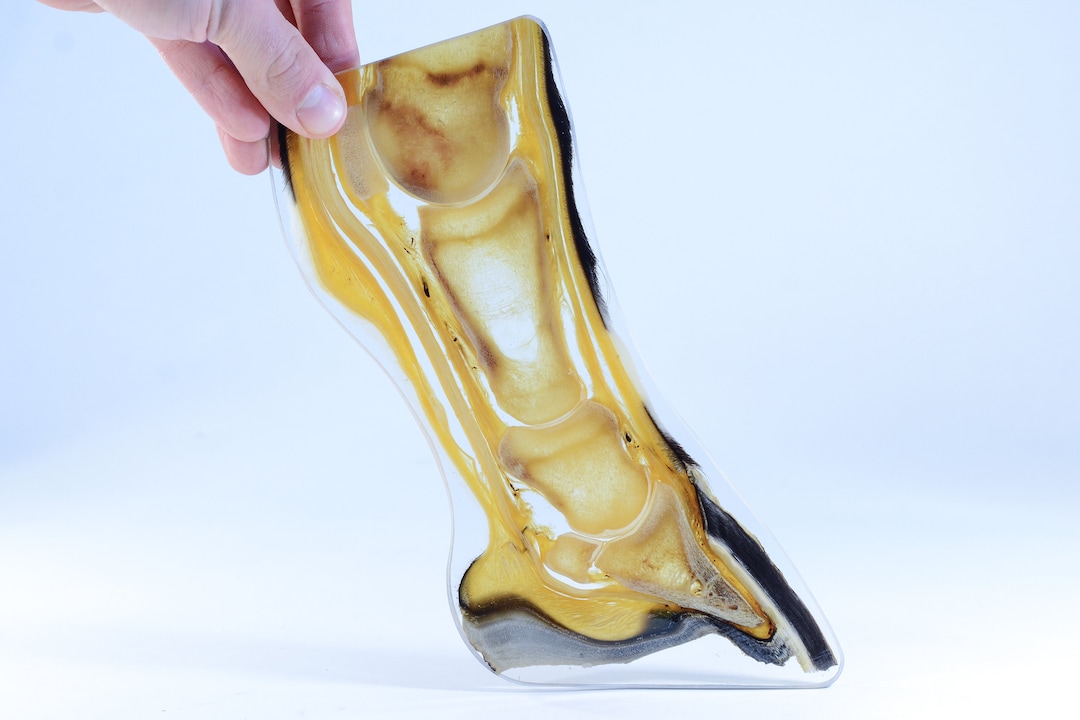 Horse Hoof Anatomy Sheet Plastinate. Real Anatomical Plastination ...