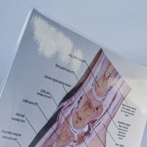 Horse Hoof Anatomy Labelled Teaching Chart Sectional Anatomical Equine ...