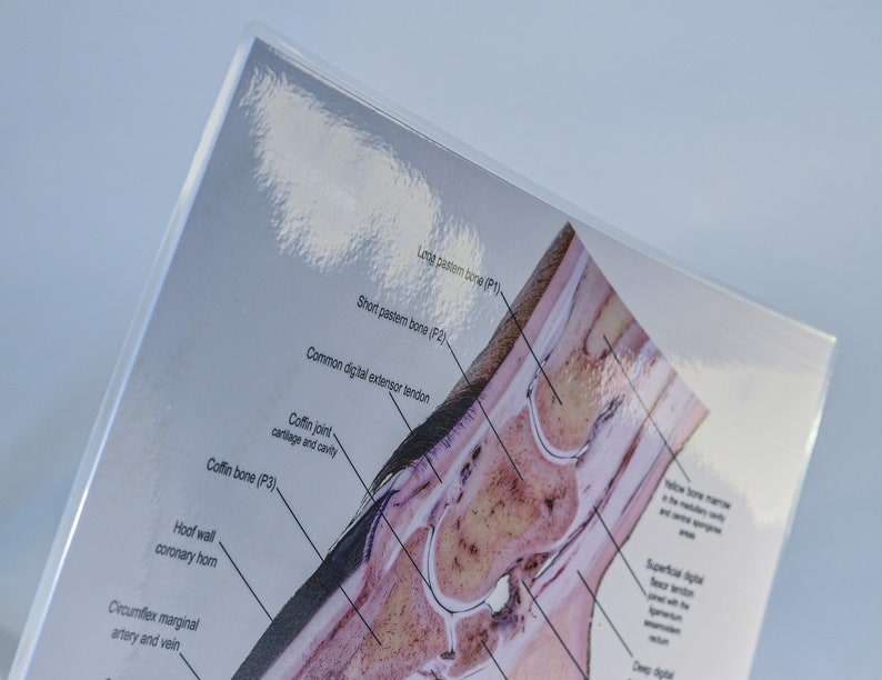 Horse Hoof Anatomy Labelled Teaching Chart Sectional Anatomical Equine ...