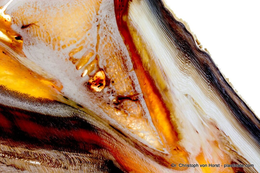 Equine Coffin Bone Rotation Foundered Hoof Horse Laminitis Pathology ...