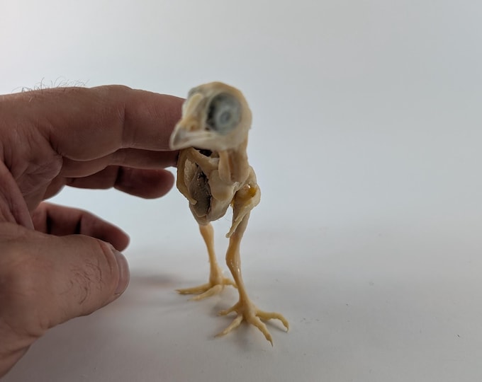 Bird Anatomy Chicken Chick Anatomical Plastination Specimen. Real ...