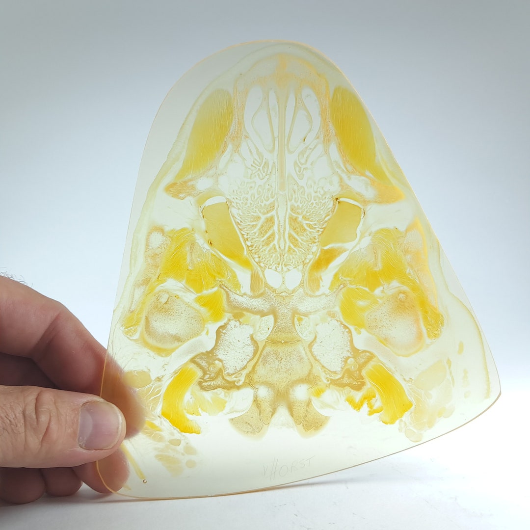 Vintage Porcine Head Anatomy Sheet Plastinate With Skull Base Nose ...