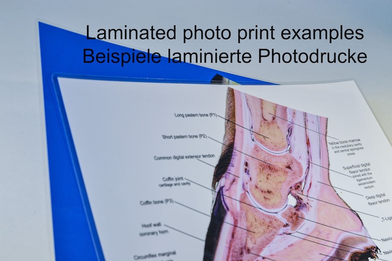 Horse Hoof Anatomy Labelled Teaching Chart Equine Foot Anatomical ...