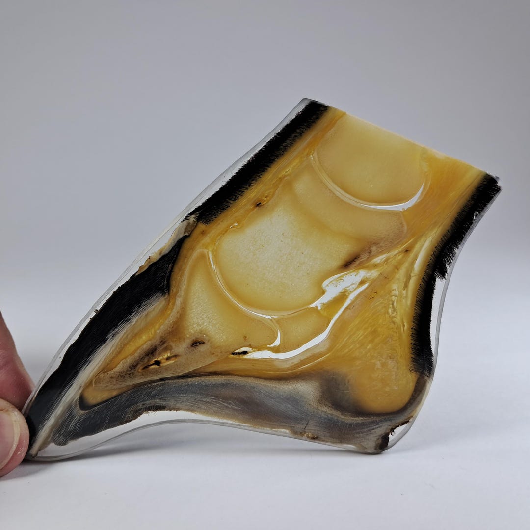 Horse Hoof Anatomy Sheet Plastinate. Anatomical Plastination Specimen ...