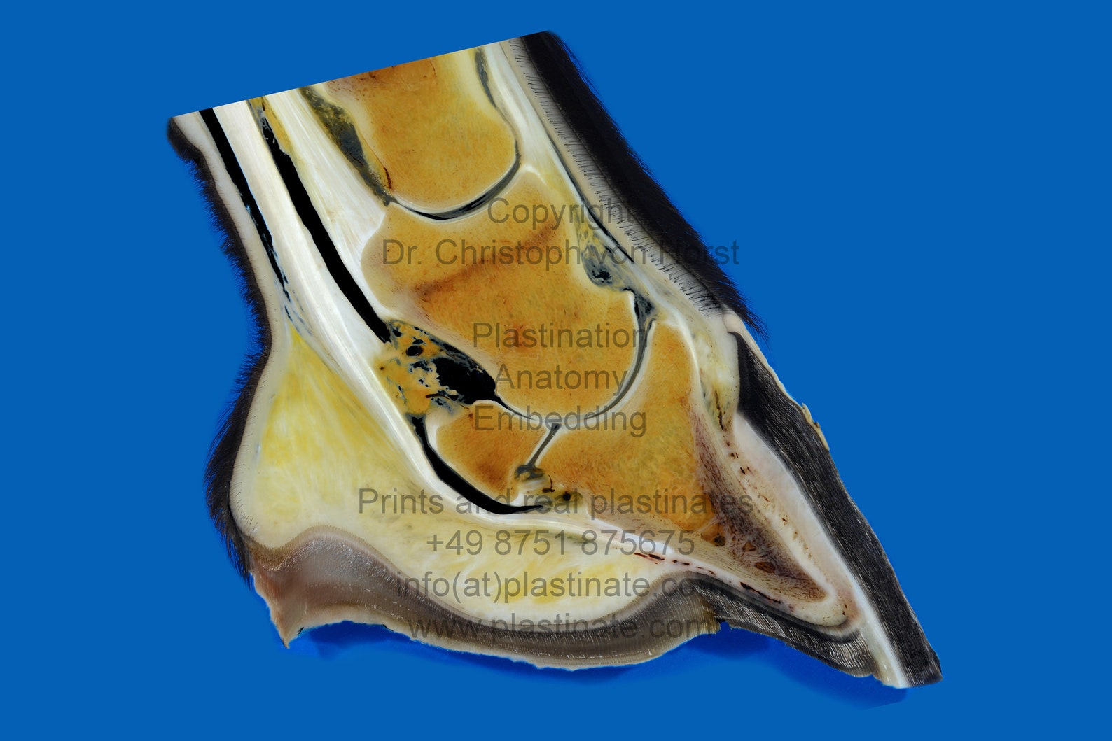 Equine foot distal limb coffin bone navicular bursa hoof joint | Etsy