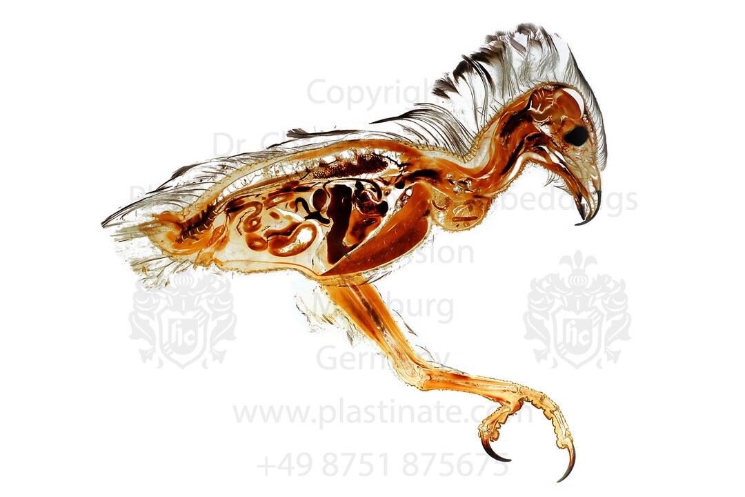 Honey Buzzard Insectivore Bird Raptor Falconry Pernis Apivorus With ...
