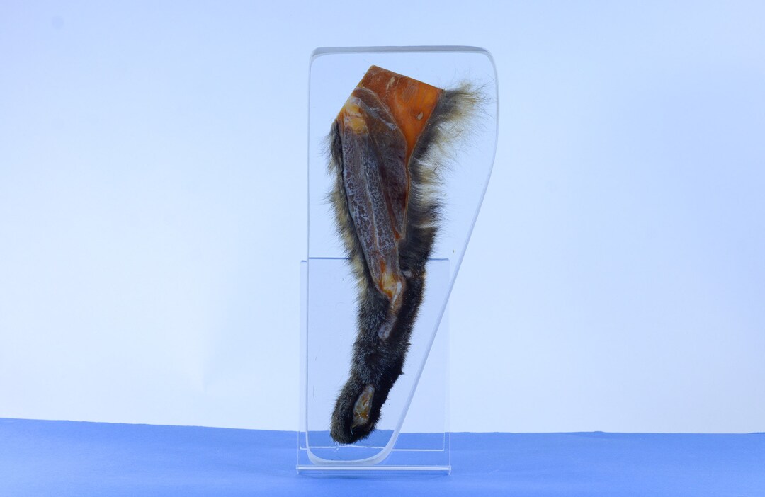 Cat Leg Sheet Plastinate Plastination Anatomical Wet Specimen - Etsy