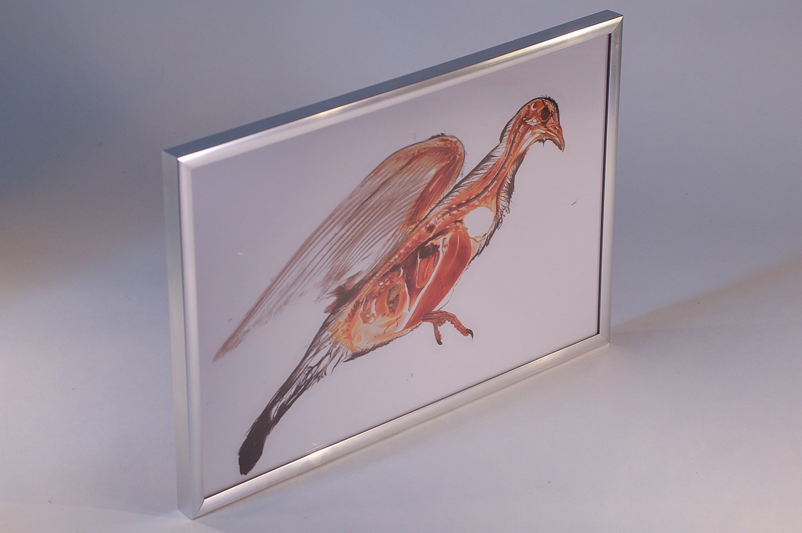 Pigeon Bird Anatomy Anatomical Plastination Morphology - Etsy