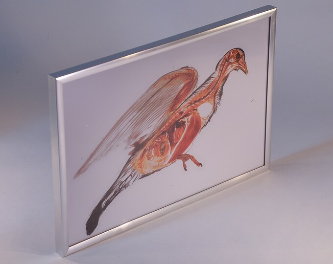 Pigeon Bird Anatomy Anatomical Plastination Morphology Specimen Print ...