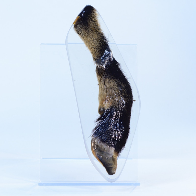 Schaf bein - Etsy.de