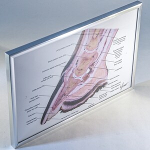Horse Hoof Anatomy Labelled Teaching Chart Sectional Anatomical Equine ...