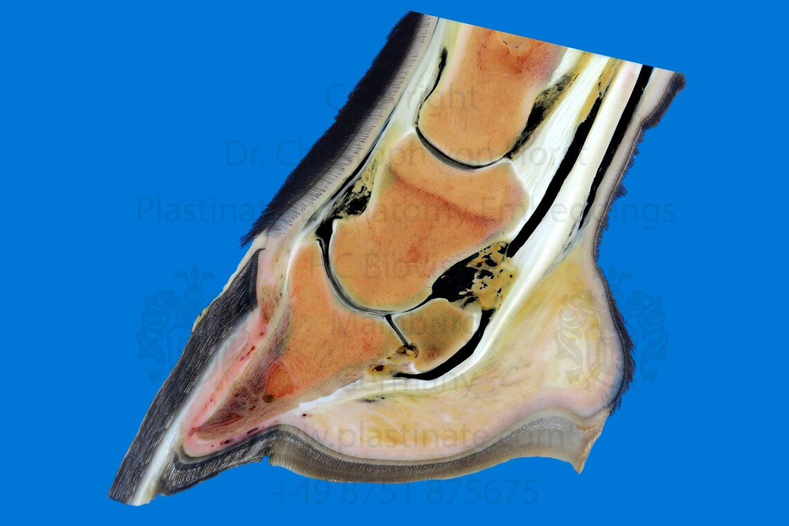 Equine Foot Distal Limb Coffin Bone Navicular Bursa Hoof Joint Flexor ...