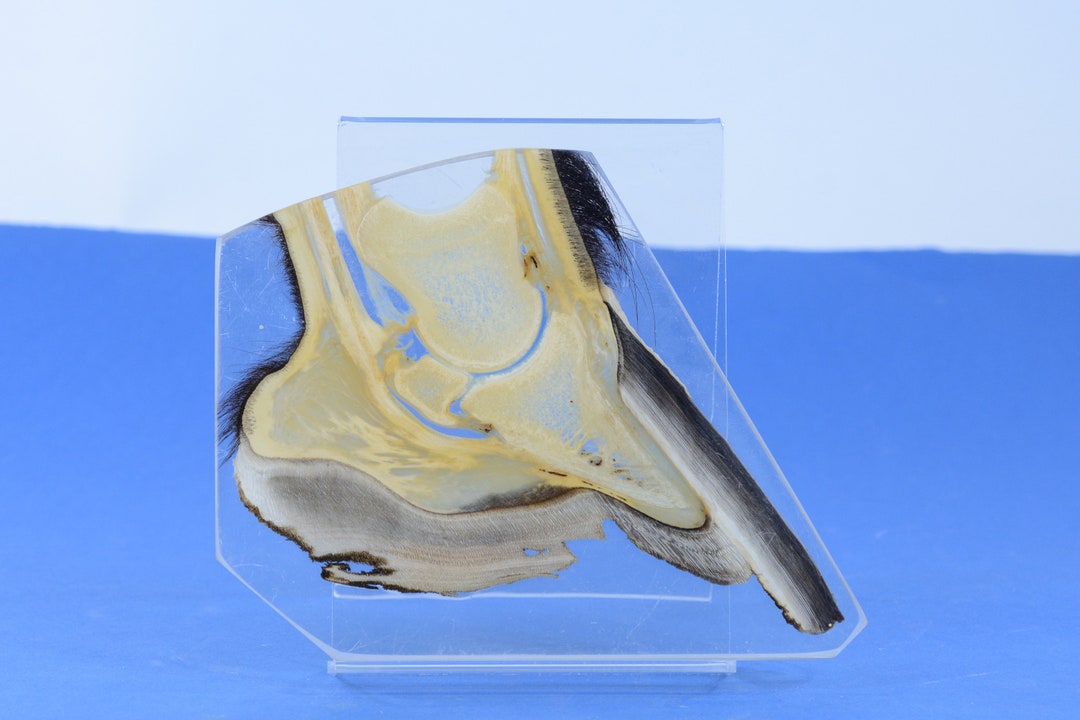 B-quality Horse Hoof Plastination Specimen. Equine Digit Anatomy ...
