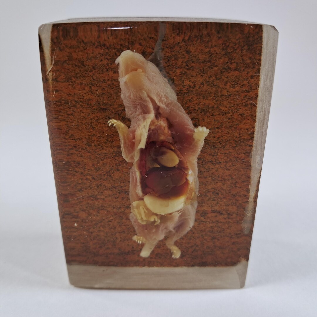 B-quality Mouse Anatomy Rodent Morphology Visceral Organs Situs ...