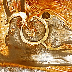 Canine Elbow With Exostosis and Bone Deformation Due to Chronic ...