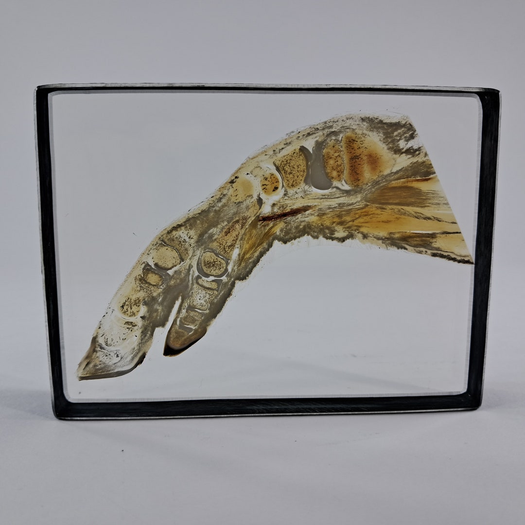 B-quality Piglet Foot Anatomy Sheet Plastinate. Real Porcine Leg ...