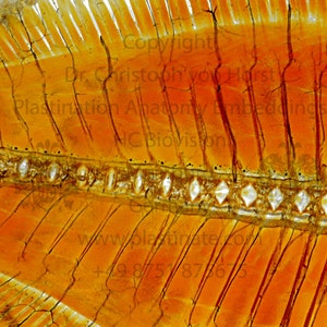 Flounder Anatomy Plastination Print Fish Flatfish Anatomical | Etsy