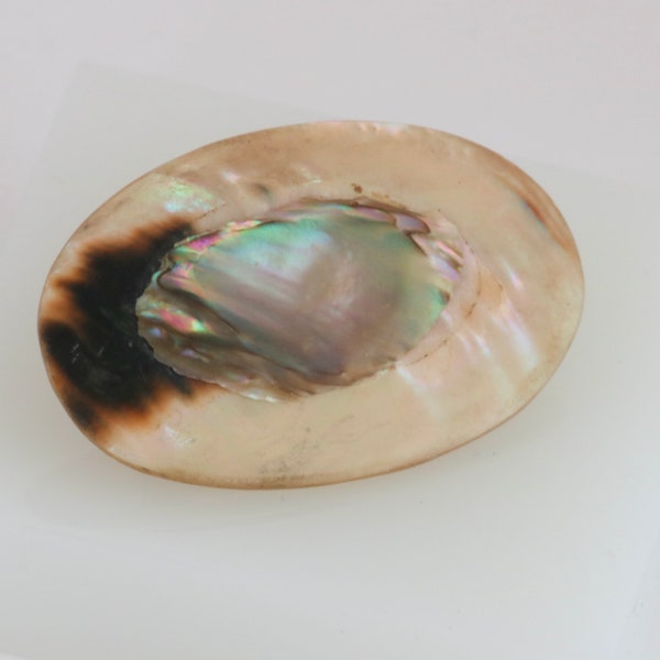 Shell Brooch - Etsy