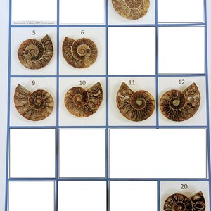 Paper Pattern and Tutorial - Stained Glass - Ammonite Fossil - Option ...