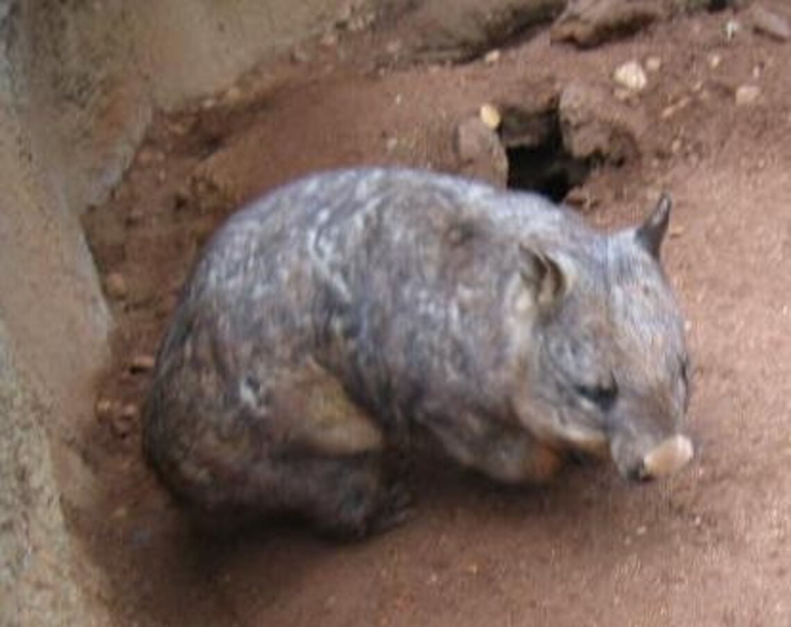 Wombat Crochet Pattern - Etsy